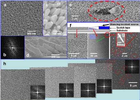 A Sem Image Of Bismuth Nano Columns Array Prepared By Glad Technique