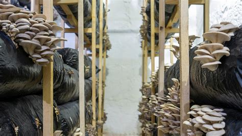 Can You Propagate Store Bought Mushrooms