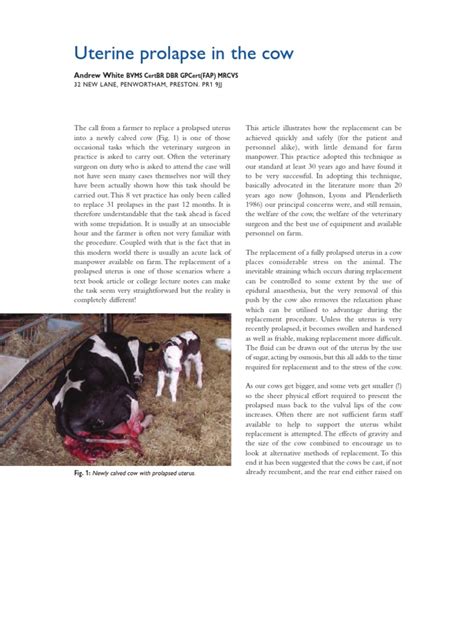 Cattle Uterine Prolapse Cattle Uterus