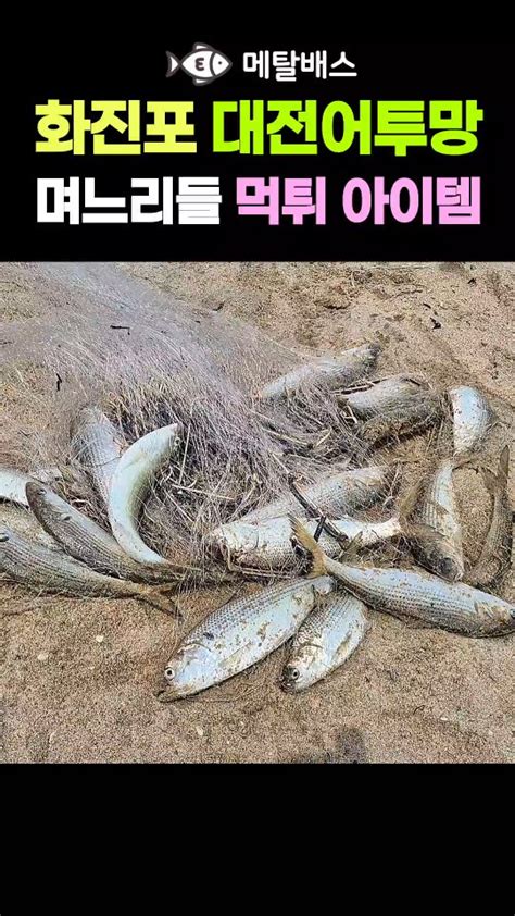 집나간 며느리가 먹튀할 봄 대전어투망 대박조과 화진포 전어투망 고성 동해바다 초도항 화진포해변 화진포해수욕장 투망달인들 한국투망협회 투망 바다투망 대전어 봄
