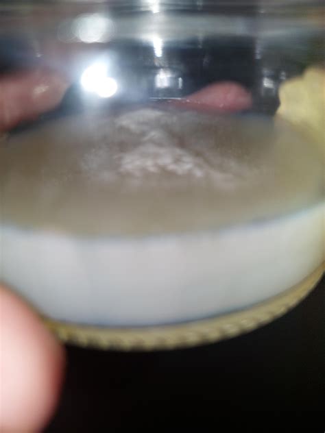 Cobweb Or Mycelium R Contamfam