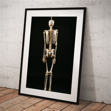 Axial Skeleton Poster By Science Photo Library Science Photo Gallery