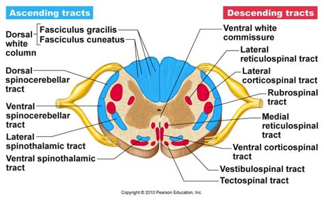 Cross Section Diagram Of Spinal Cord Spinal Cord Cross Secti