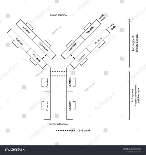 Schematic Illustration Igg Constant Variable Regions Stock Vector Royalty Free 2576754017