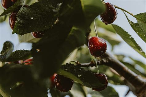 Your Guide To Git Cherry Picking How To Merge Certain Commits From One