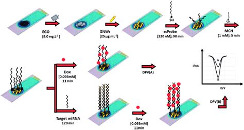 A Schematic For Representation Of Mir 195 Nanobiosensor For Early