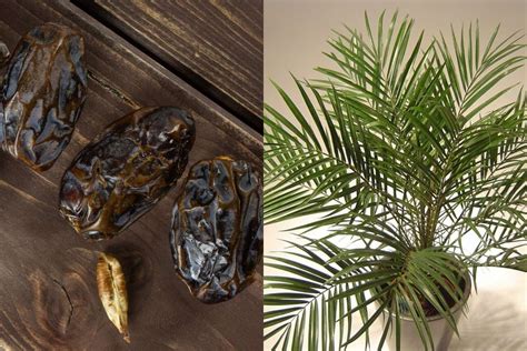 როგორ გავზარდოთ ფინიკის პალმა კურკიდან სახლის პირობებში