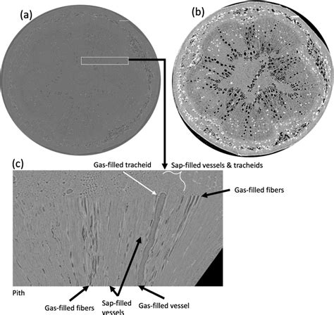 Stem Tracheids Fibers Vessels