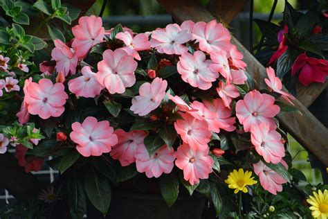 太陽鳳仙超級鳳仙花 菁芳園綠生活
