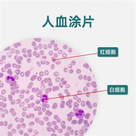 人血涂片生物显微镜标本切片红细胞白细胞显像清晰易观察显微玻片 人血涂片图片 价格 品牌 评论 京东