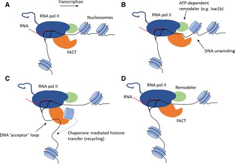 A Model For How Rnapii Transcribes Through Chromatin A In Vitro Dna