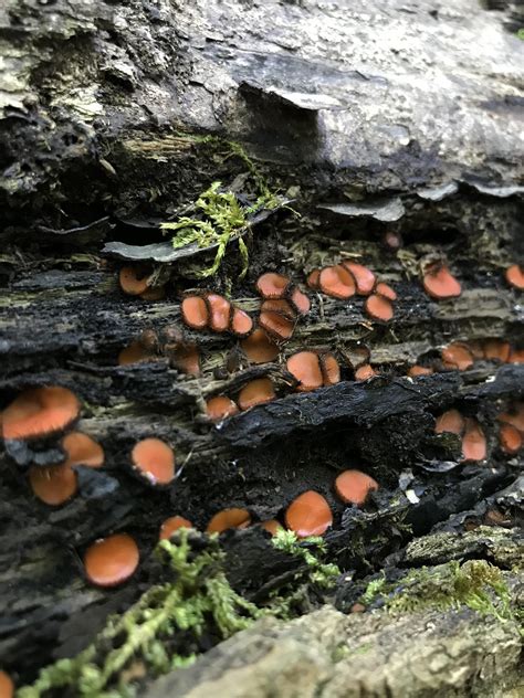 Eyelash Cup Scutellinia Scutellata R MushroomPorn