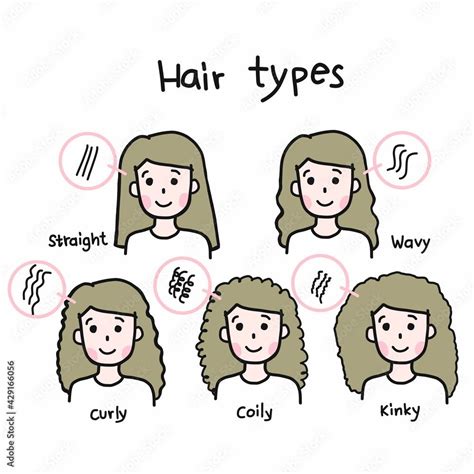 Hair Type Infographic Cob House Stock Photos Cartoon Comics Illustration Infographics