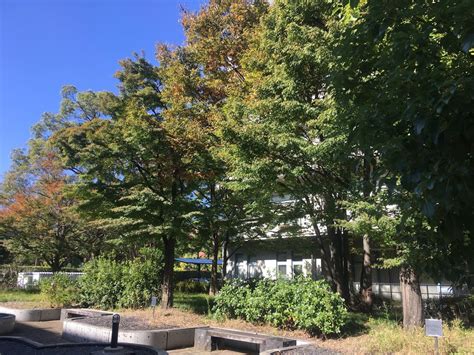 Excel エクセルでデータ抽出を別シートに自動反映する方法4つ 関数も Curlpingの学びblog