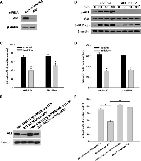 Integrin α3β1 Dependent Adhesion And Migration On Lm 332 Are Regulated Download Scientific