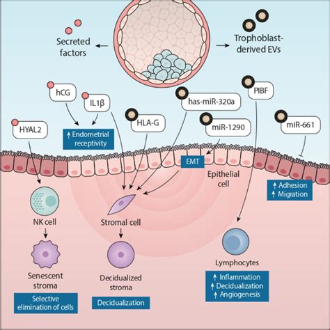 The Role Of Extracellular Vesicles In Intercellular Comm