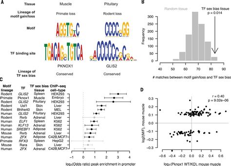Conservation Acquisition And Functional Impact Of Sex Biased Gene