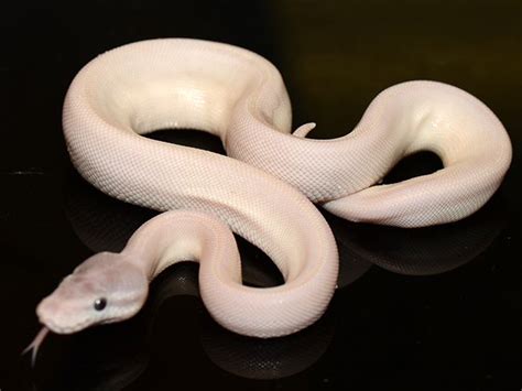 Captive Bred Ball Pythons Rare Color And Pattern Morphs Ball Python Ball Python Morphs Python