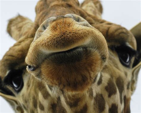 Hot Ink Dont Read About How Kinky Giraffe Sex Is If Youre Looking To