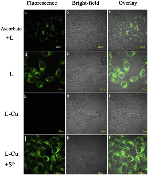 Fluorogenic Polyfunctional Coumarin Based Chemosensors For Multianalyte Detection Intechopen