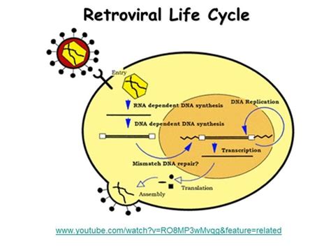 MCDB 1150 FINAL EXAM Flashcards Quizlet