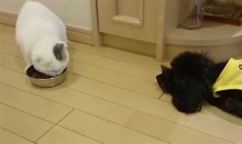 Momente Qesharake Kur Macja Dhe Qeni “luftojnë” Njëri Tjetrin Për Ushqim