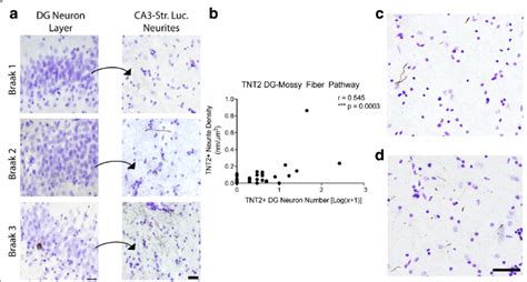 Axonal Pad Exposure In The Mossy Fiber Pathway Occurs In The Absence Of