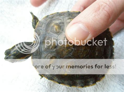 Bumpy Shell Should I Be Worried Big Pond Turtle Forum