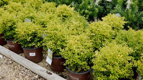 Brighten Your Garden With Sunshine Ligustrum The Perfect Shrub For