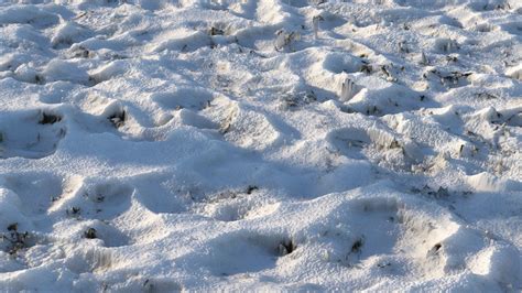 Grass Under Snow Material 3d Model For Vray Corona