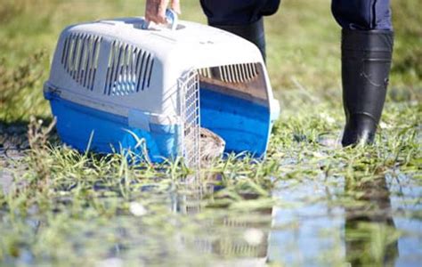 Entre Ríos 17 Animales Que Estaban En Un Zoológico Fueron Liberados En