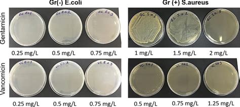 Minimum Inhibitory Concentration Mic Determination Of Vancomycin Download Scientific Diagram