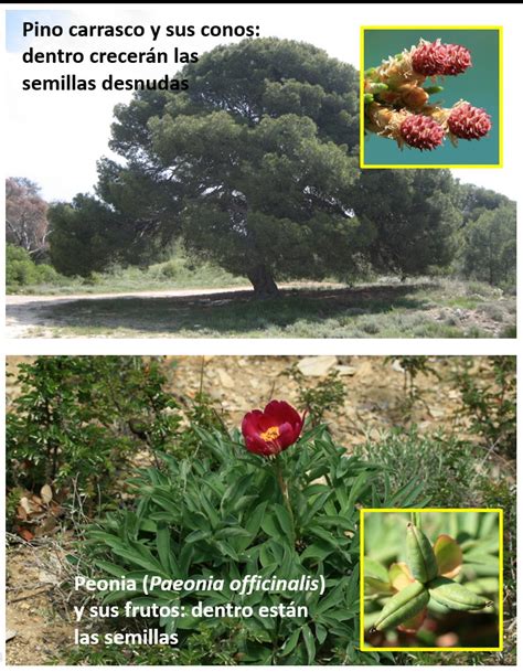 14 Monocotiledóneas Y Dicotiledóneas Flores Silvestres De Aragón