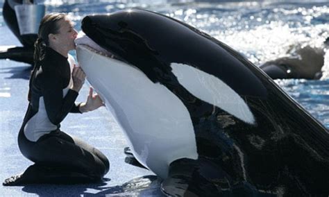 Tilikum Seaworld Puts Dangerous Whale Who Killed His Trainer Back On Show Daily Mail Online