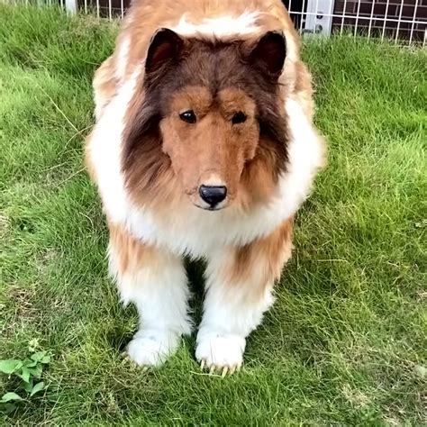 How Youtuber Toco Made His Dog Dreams Come True