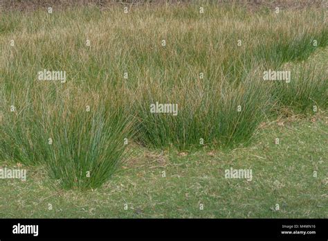 Juncus Effusus Massing