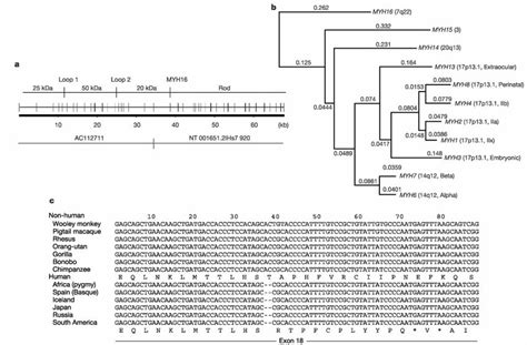 molecular evolution of myh16 a distribution of 42 predicted coding