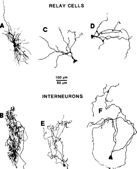 Figure 1 From Dendritic Current Flow In Relay Cells And Interneurons Of The Cats Lateral