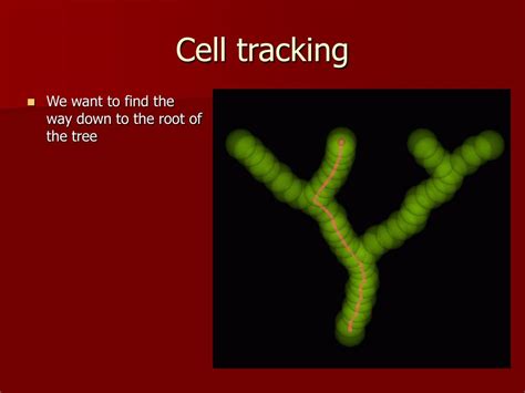 Ppt 4d Numerical Schemes For Cell Image Segmentation And Tracking Powerpoint Presentation Id
