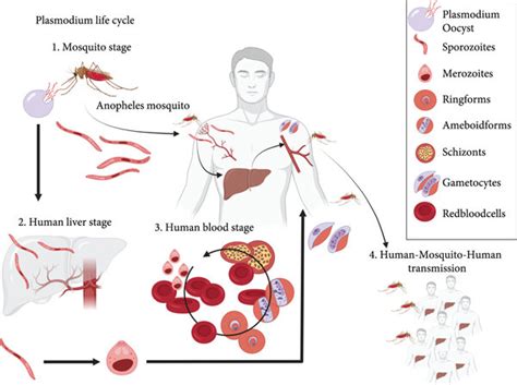 The Host Pathogen Environment Interactions Download Scientific Diagram