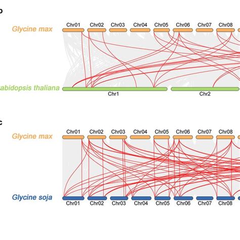 Inter Chromosomal Relations And Synteny Analyses Of The Gmca Gene