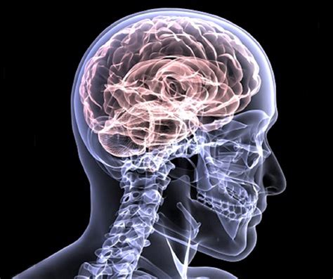 Role Of Muscle Memory In Bodybuilding The Barbell