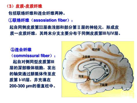 【实用】中枢神经系统功能解剖及定位 脑医汇