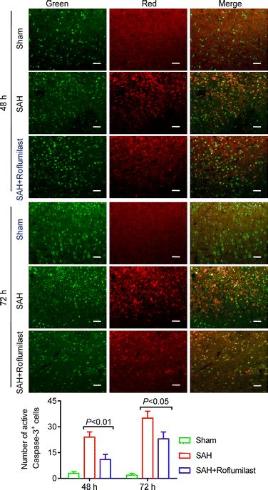 Representative Immunofluorescence Staining Slices Of Active Caspase 3