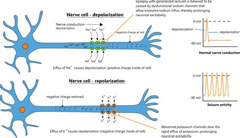 Neuron Depolarization Membrane And Action Potential