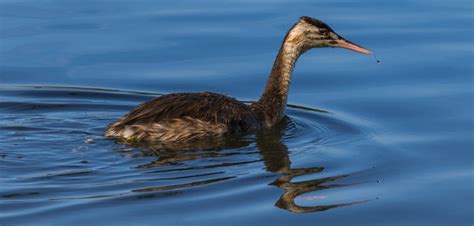 Aufgetaucht 이미지 찾아보기 298 스톡 사진 벡터 및 비디오 Adobe Stock