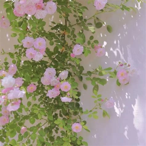 鲜花壁纸：爱从一束花开始故事分享社的画本故事 画本故事