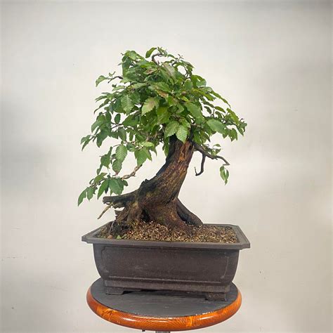 Reviving A Rotted Stump Underhill Bonsai