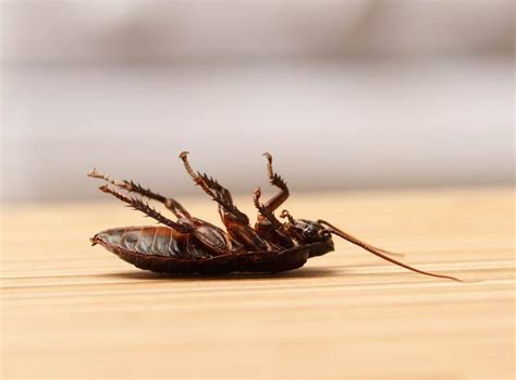 Microsoft Kills Critical Bugs In Delayed Patch Wednesday ITnews