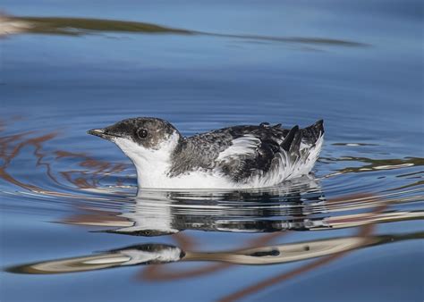 Old Growth And Marbled Murrelet Sunshine Coast Conservation Association